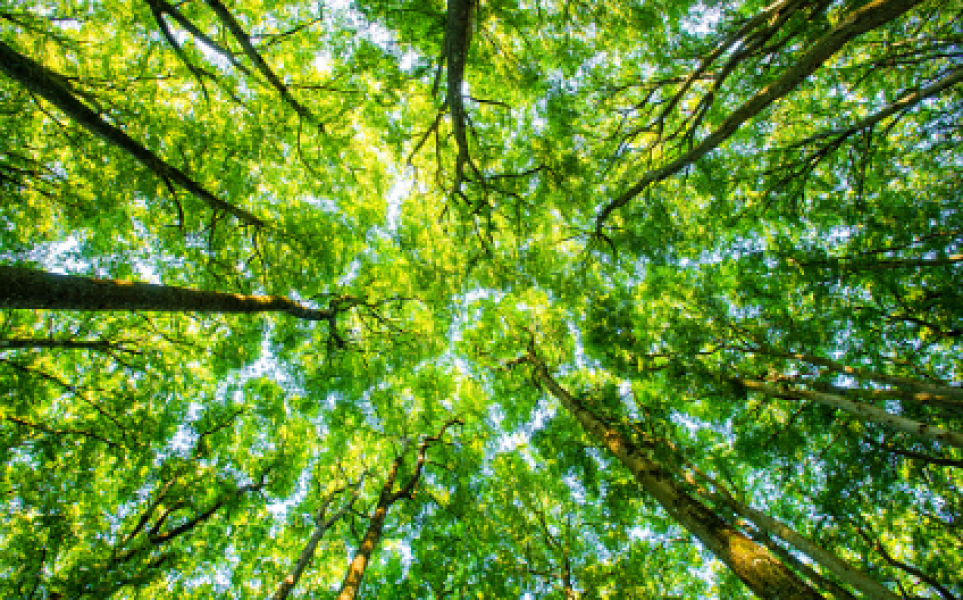 What is natural capital?