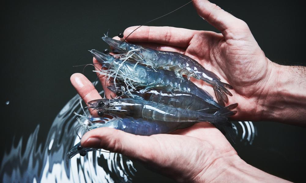 High-tech, sustainable shrimp farming